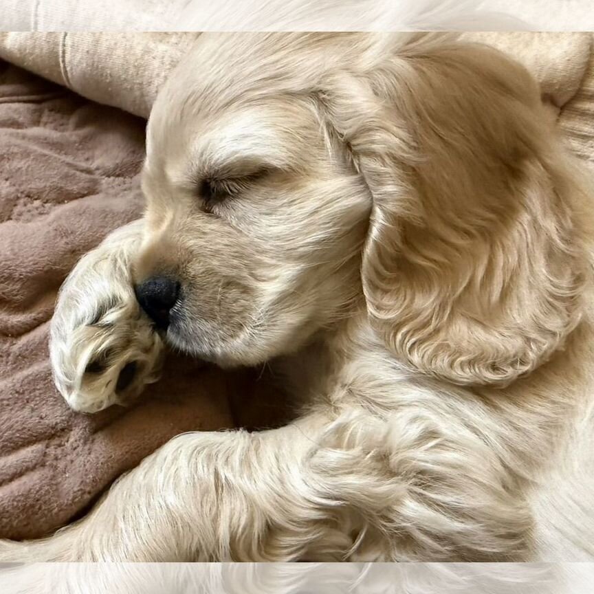 Американский кокер-спаниель, щенок