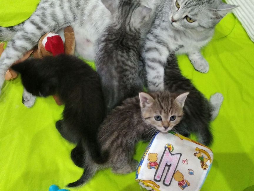 Британские котята