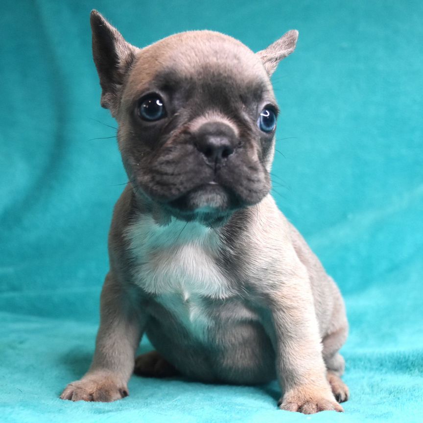 Французский бульдог, щенок