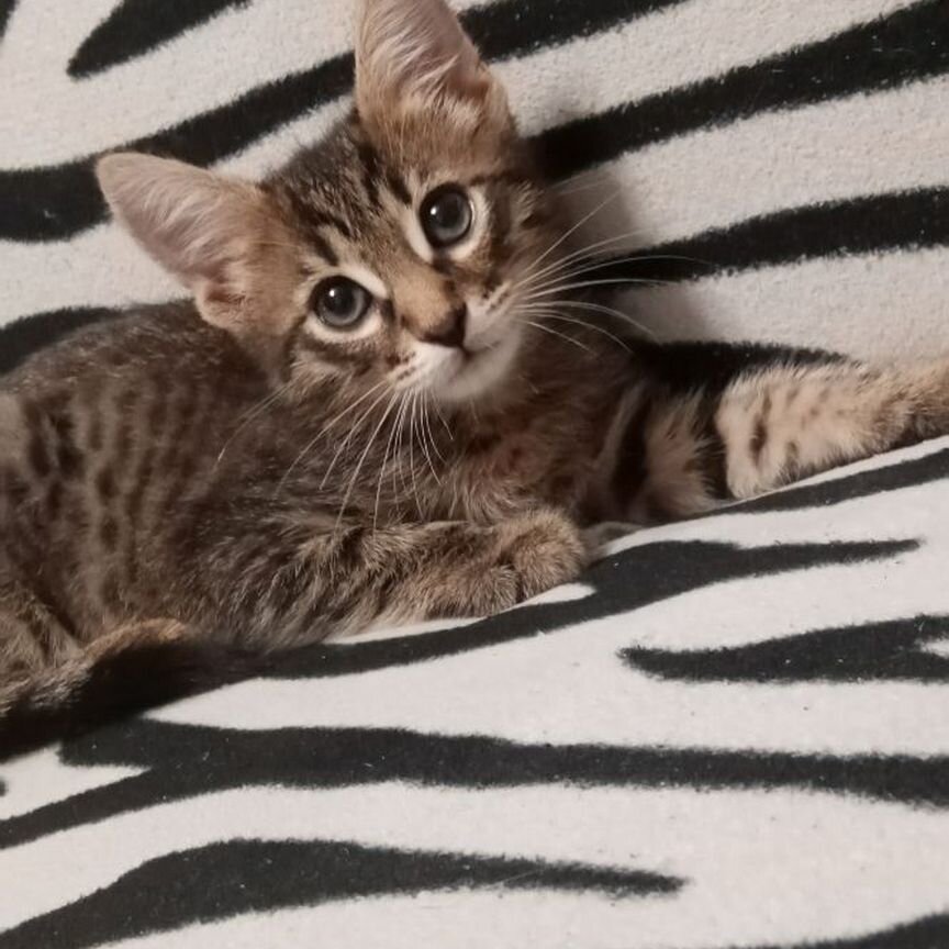 Котенок мальчик