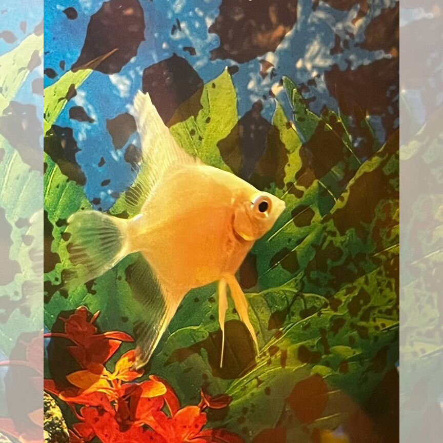 Забронировано Отдам Скалярию за шоколадку