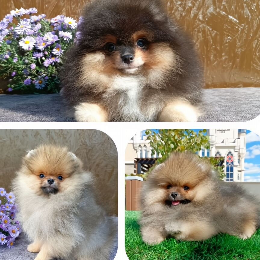 Померанский шпиц, щенок