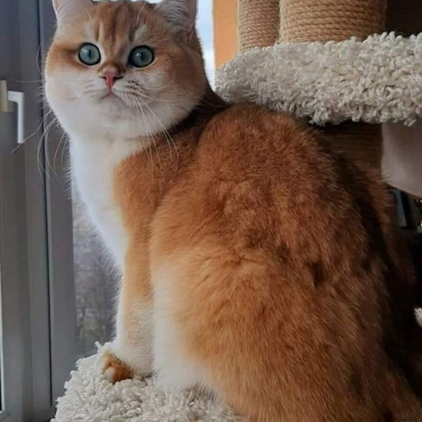 Котик ждет кошечек