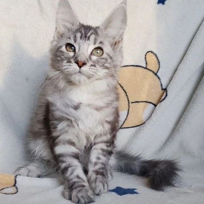 Мейн-кун котёнок