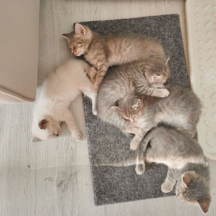 Котята в добрые руки