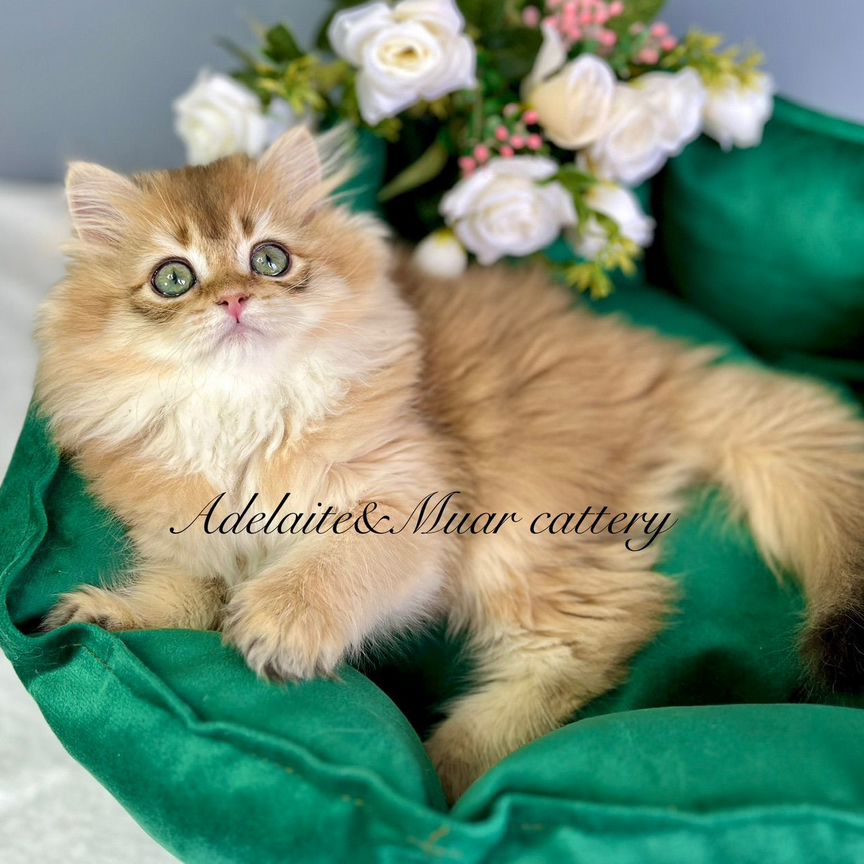 Британская Lika de Max ангелочек