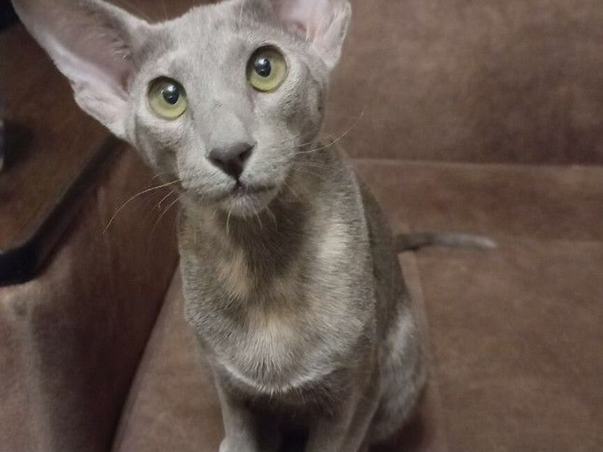 Ориентальная кошка вязка