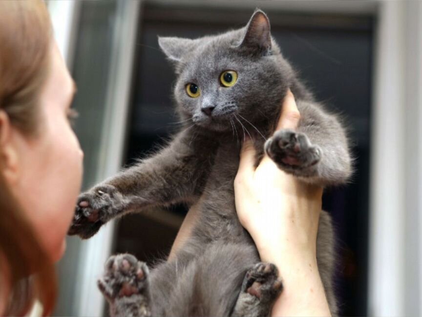Котенок Бася в добрые ручки