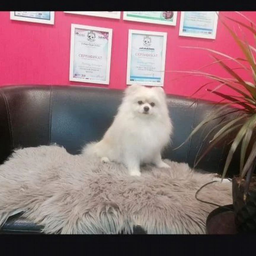 Померанский шпиц, взрослый пёс