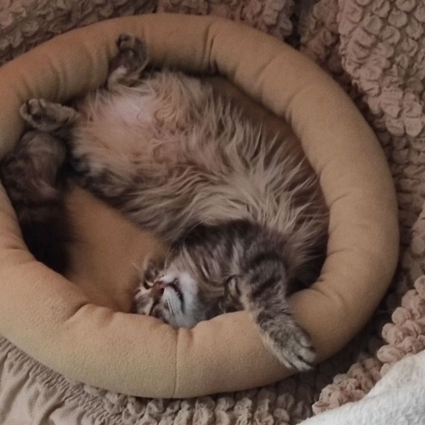 Кот