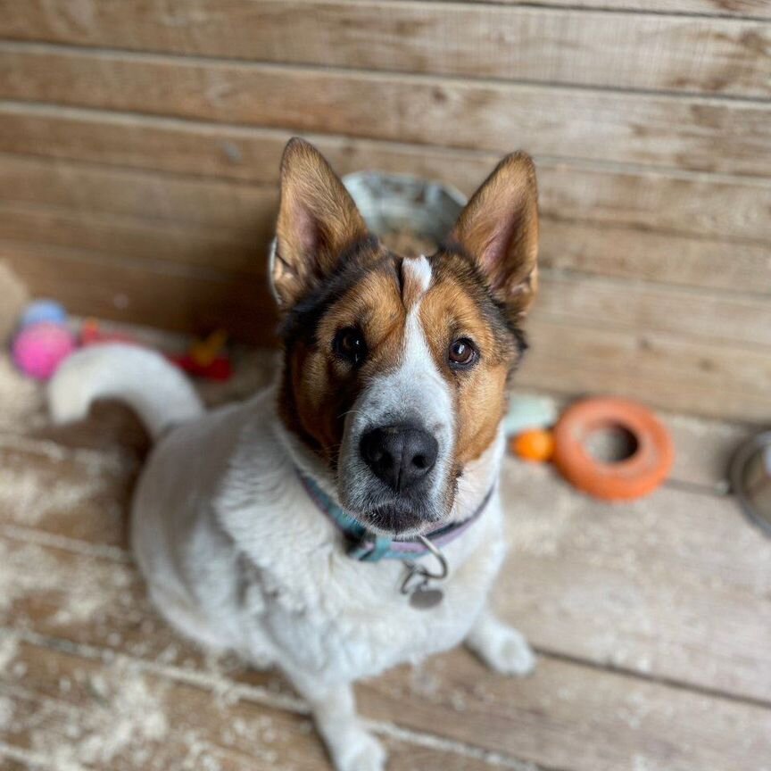 Невероятная Милка из приюта ищет дом