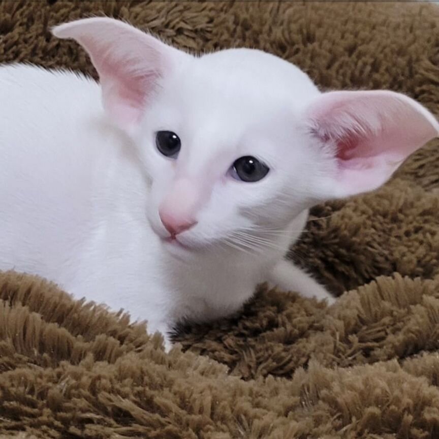 Ориентальный котик