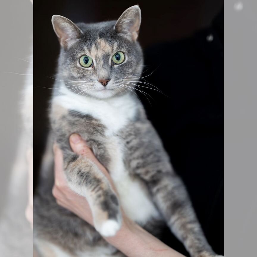 Взрослая, Девочка кошка в добрые руки