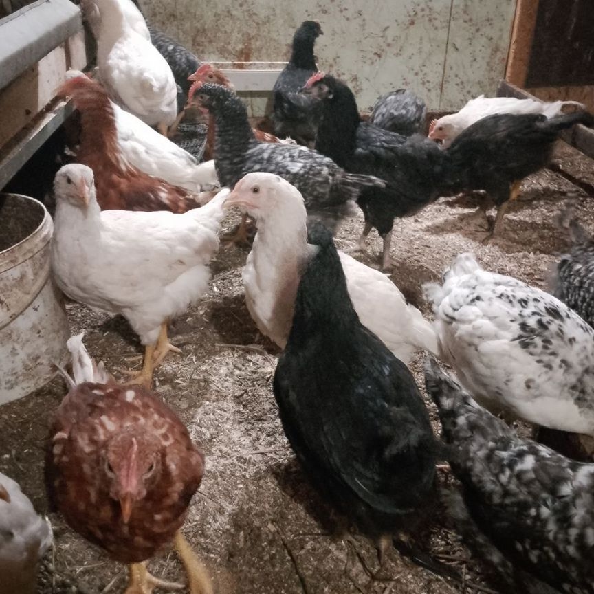 Молодые петухи