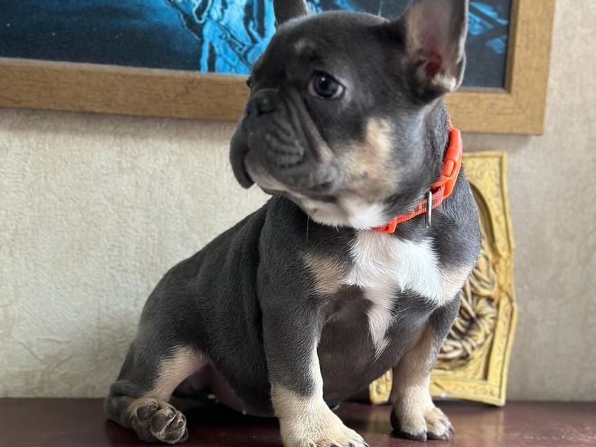 Французский бульдог