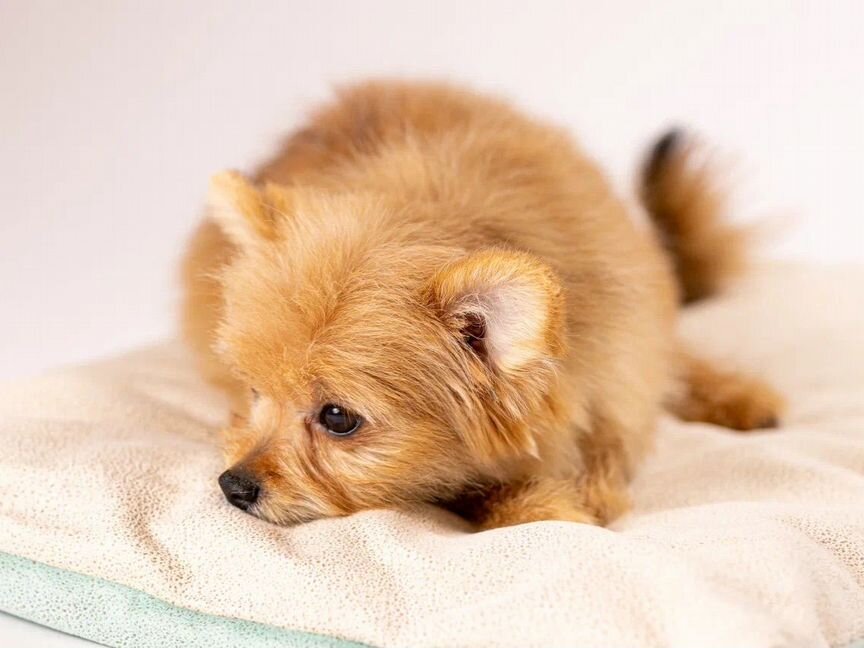 Щенки шпица мини мишка