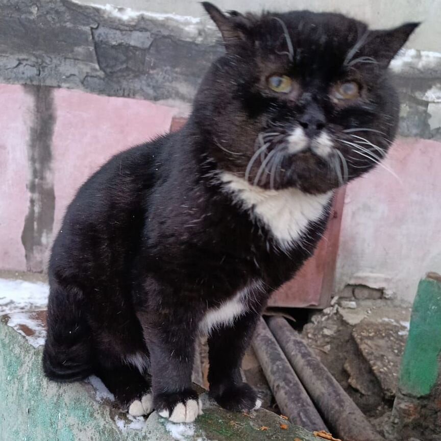 Коту нужна помощь
