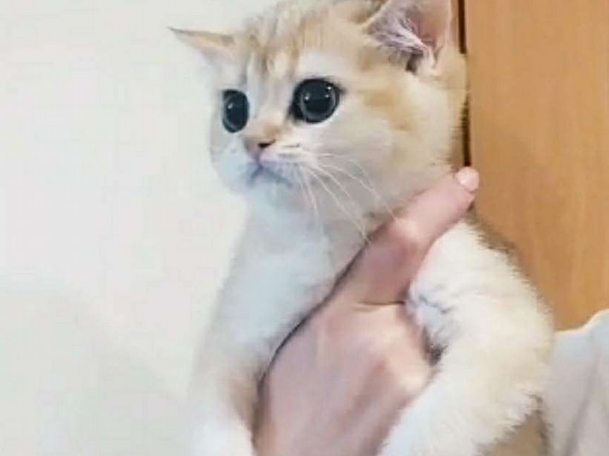 Золотая шиншилла с родословной