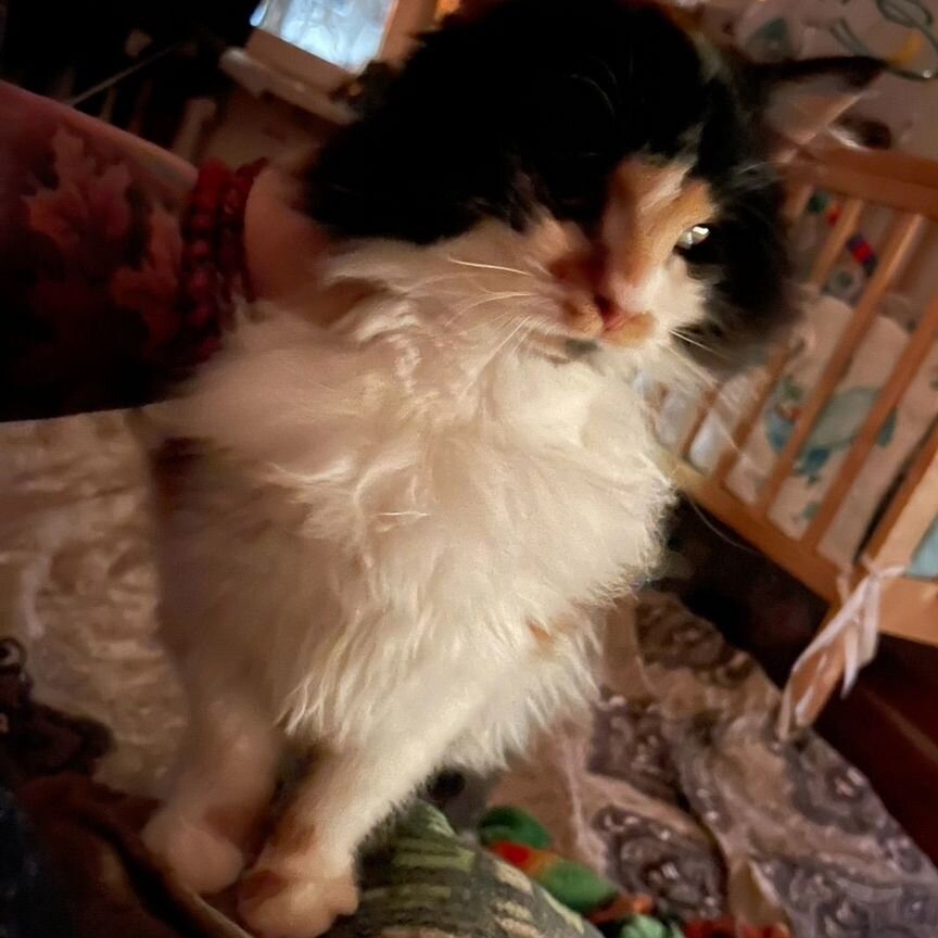 Кошечка