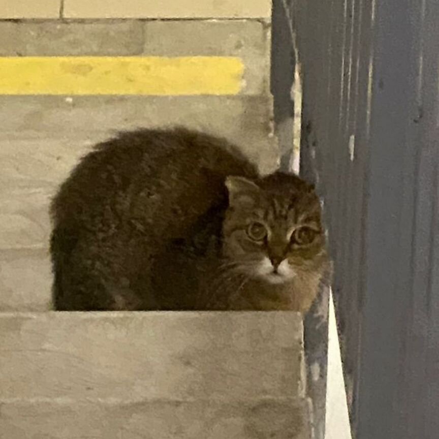 Взрослая кошка в добрые руки