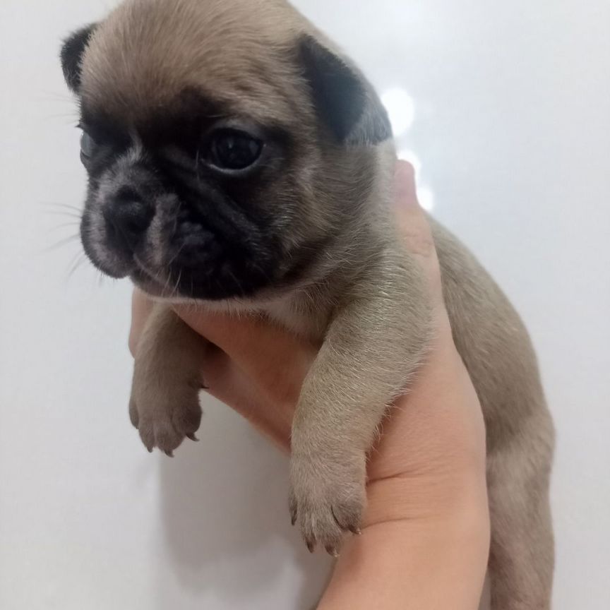 Французский бульдог щенки