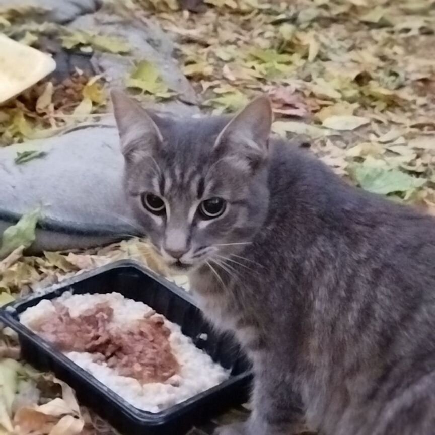 Котики бесплатно екатеринбург