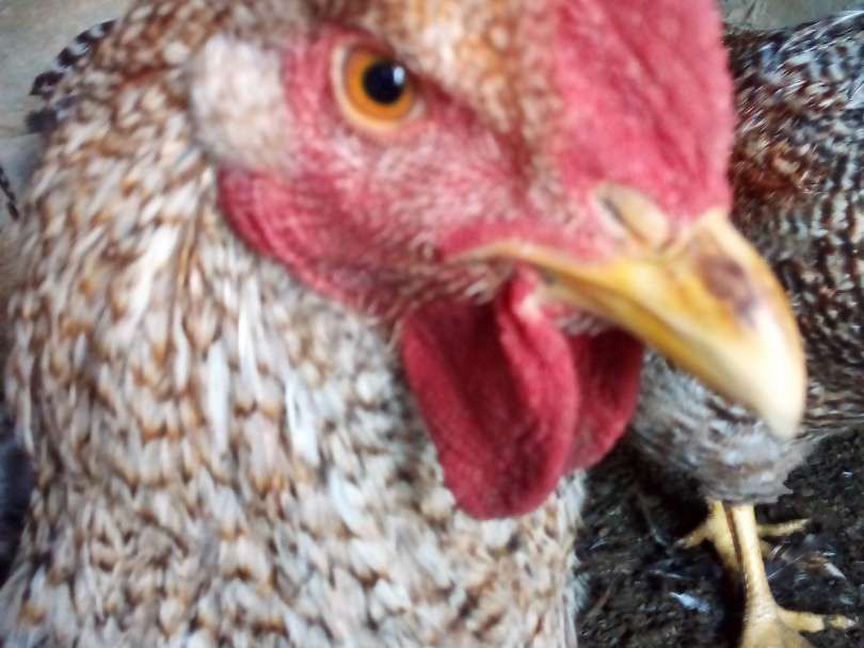 Билефельдер петух