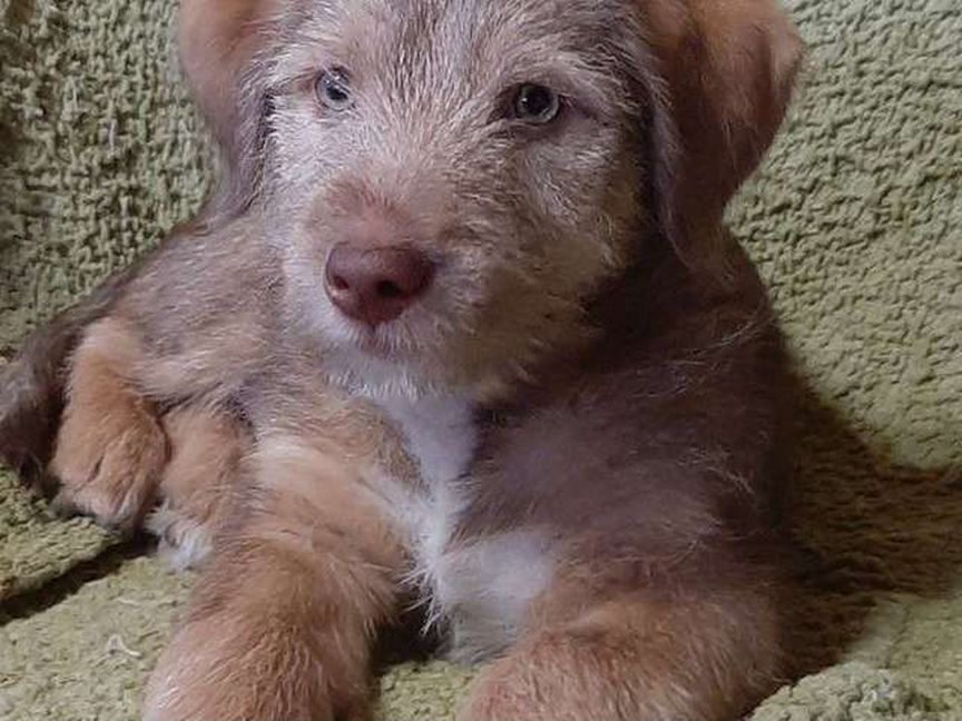 Маленькая собака