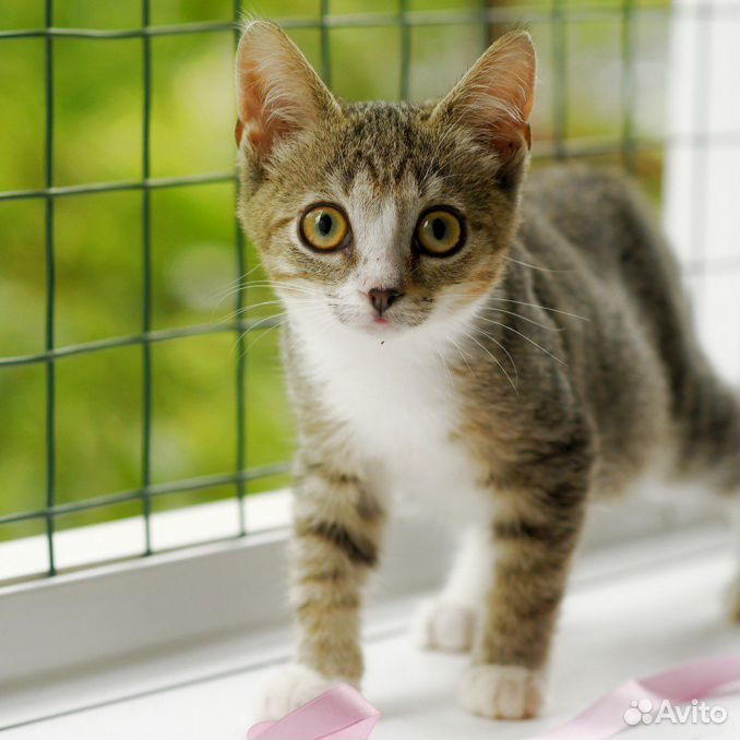 Котёнок Луна в добрые руки