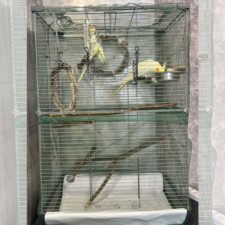 Попугай корелла с клеткой