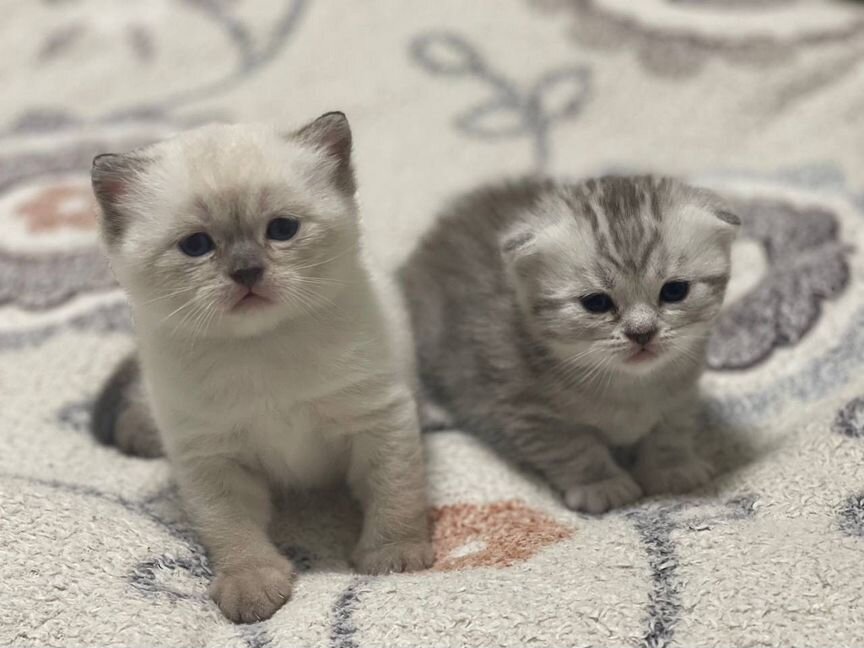 Шотландские котята