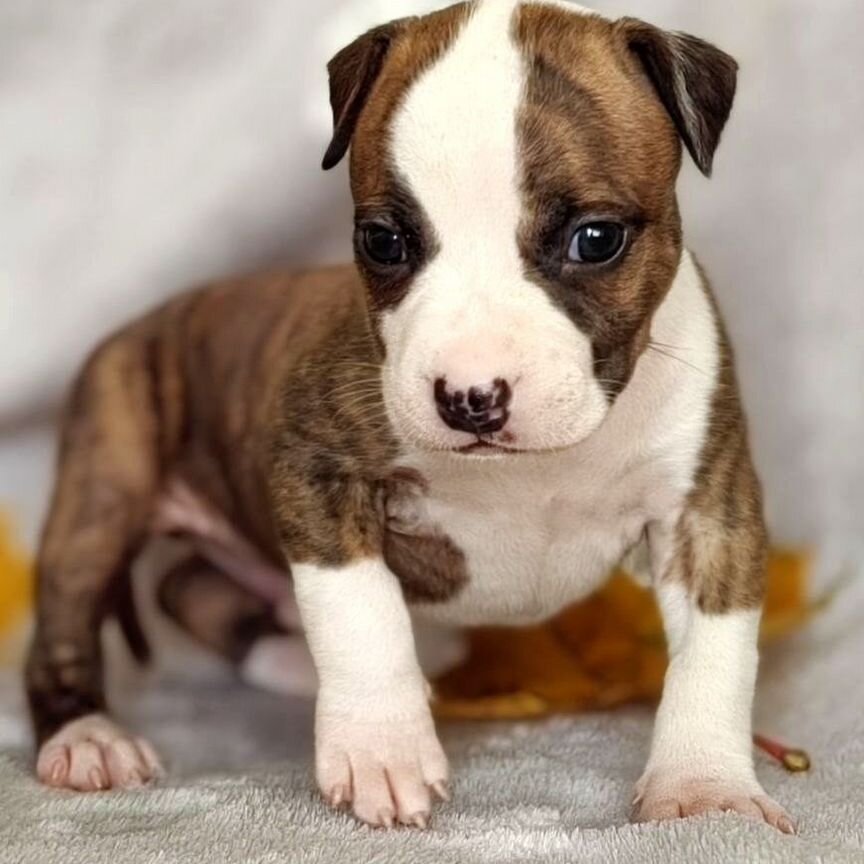 Американский стаффордширский терьер, щенок
