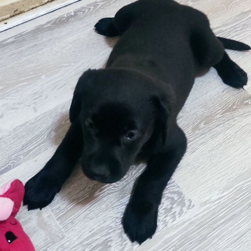 Лабрадор-ретривер, щенок