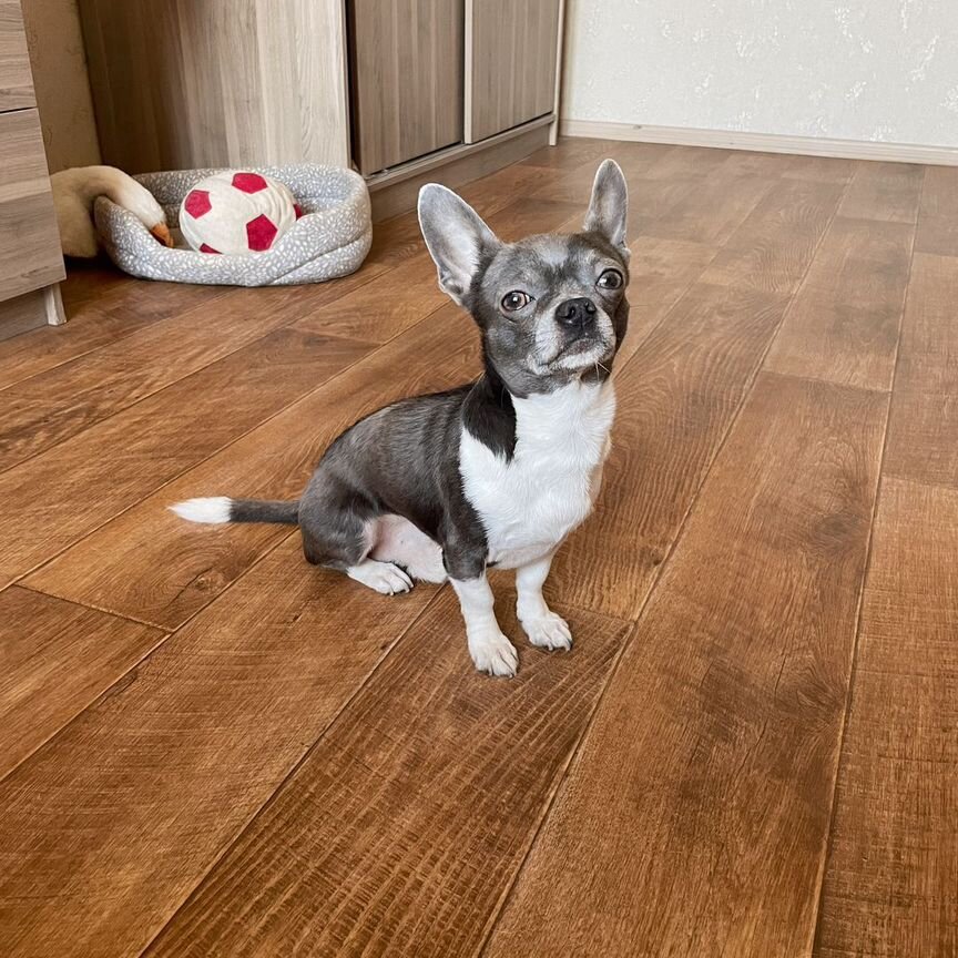 Вязка кобель чихуахуа