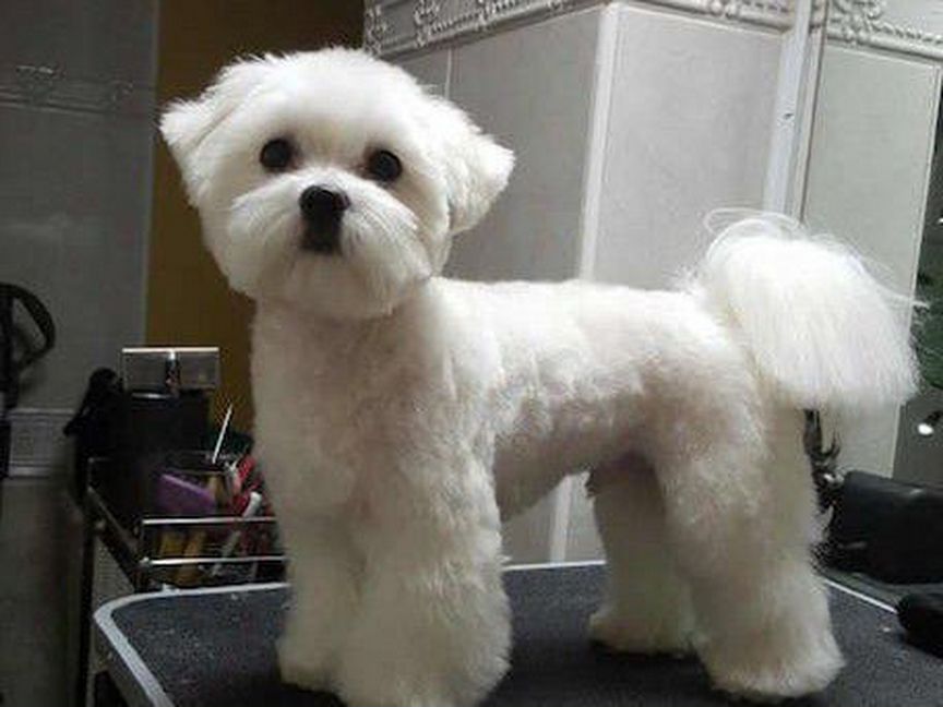 Мальтезе мальчик