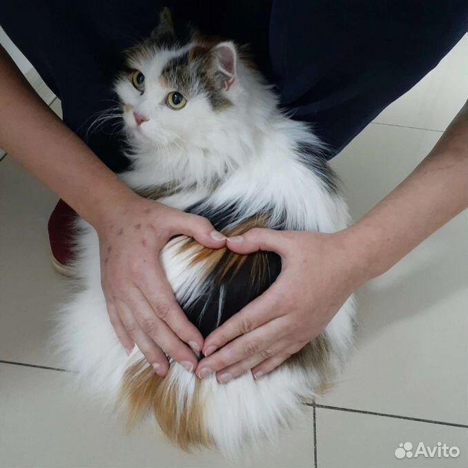 Кошка Машенька в добрые руки