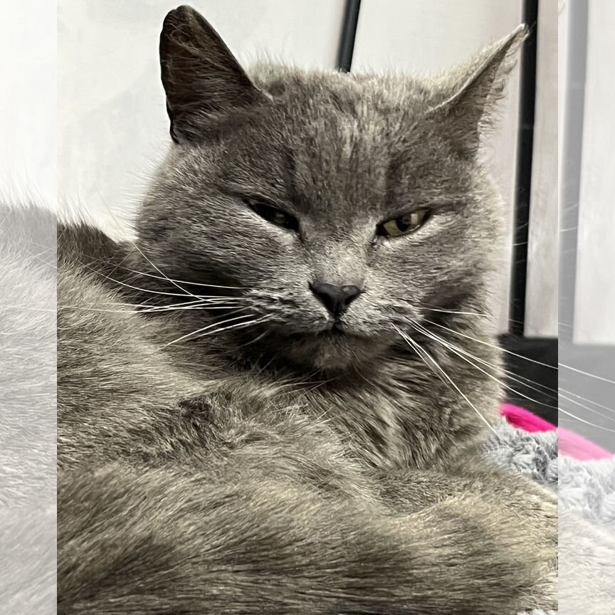 Взрослая кошка в добрые руки