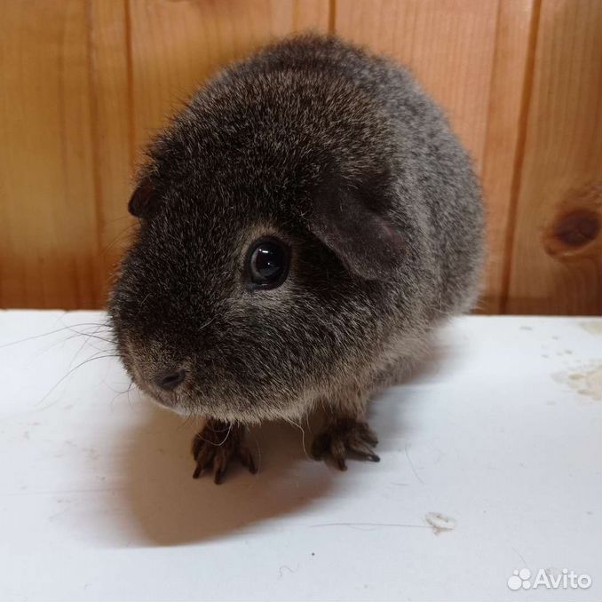 Морская свинка тедди
