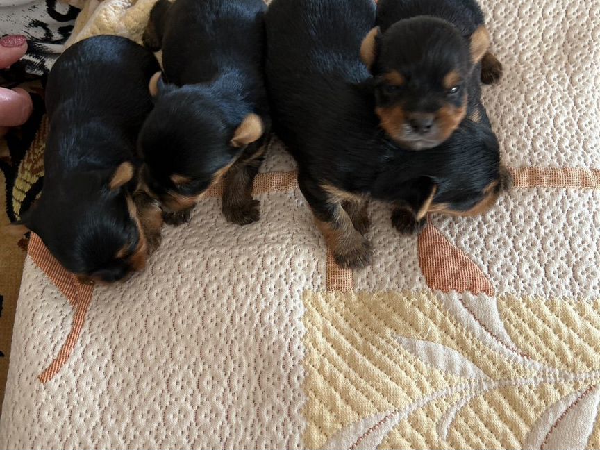 Собака йоркширский терьер щенок