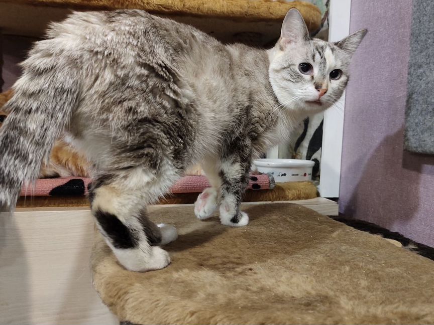 Кошка в добрые ручки