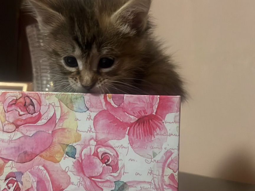 Котята тайскик