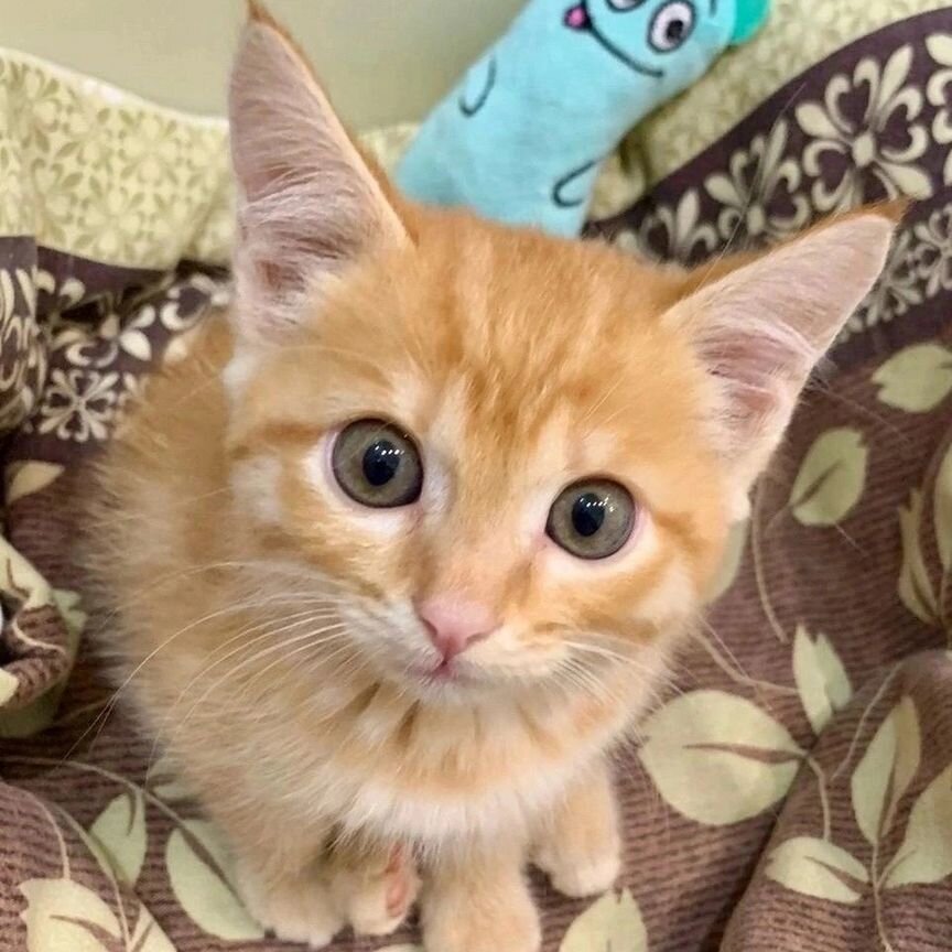 Кошечка 2 месяца, девочка