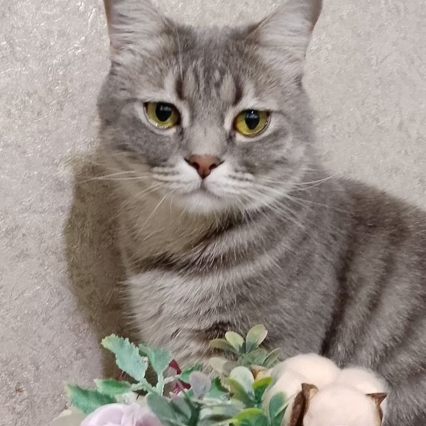 Кот Симба