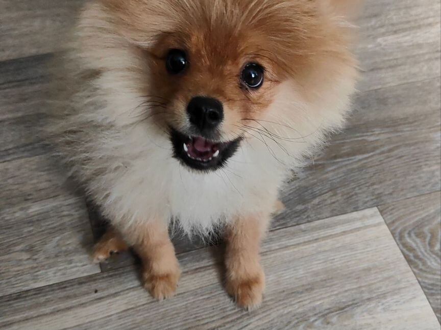 Щенок шпица