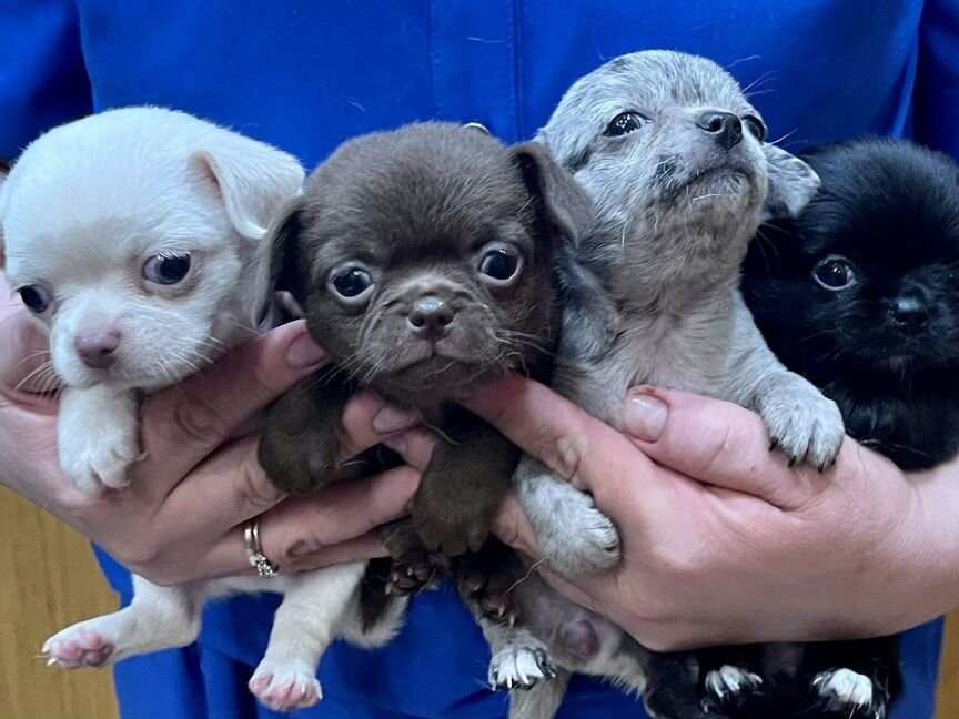 Чудесные малыши чихуа