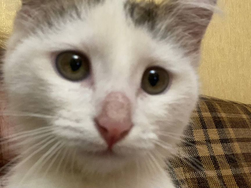 Котеночек ангелочек