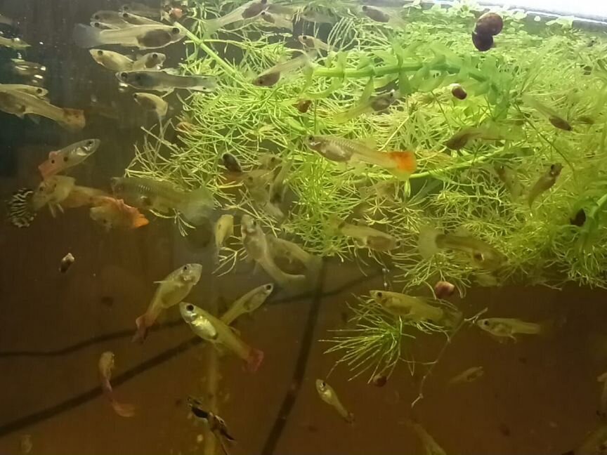 Аквариумные рыбки гуппи