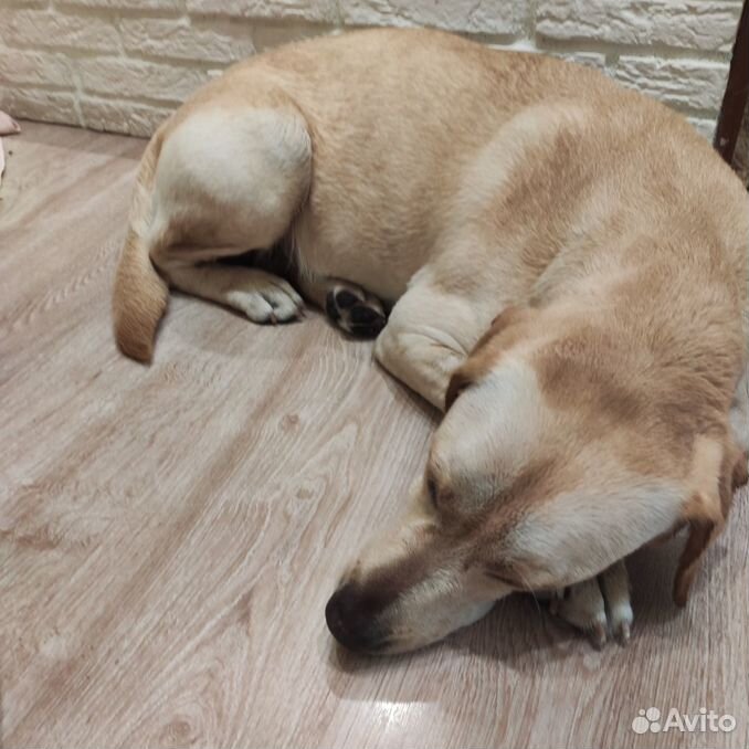 Отдам в хорошие руки девочку золотистый лабрадор