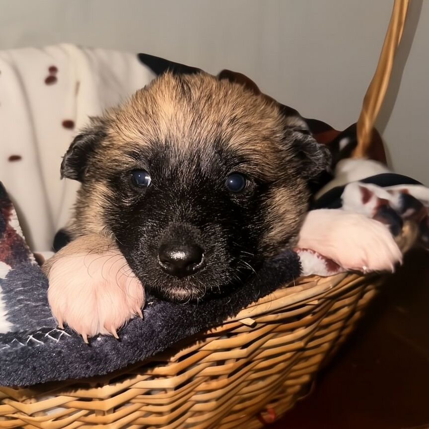 Щенок в добрые руки