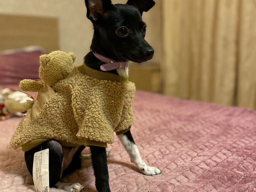 Маленькая собака